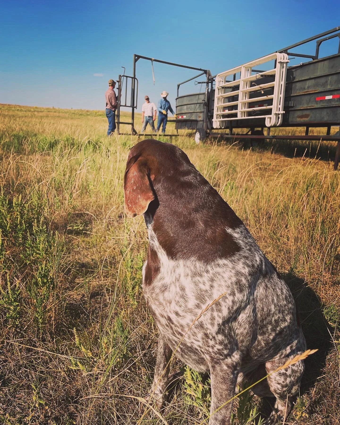 About Our Ranch — Whitewater Beef