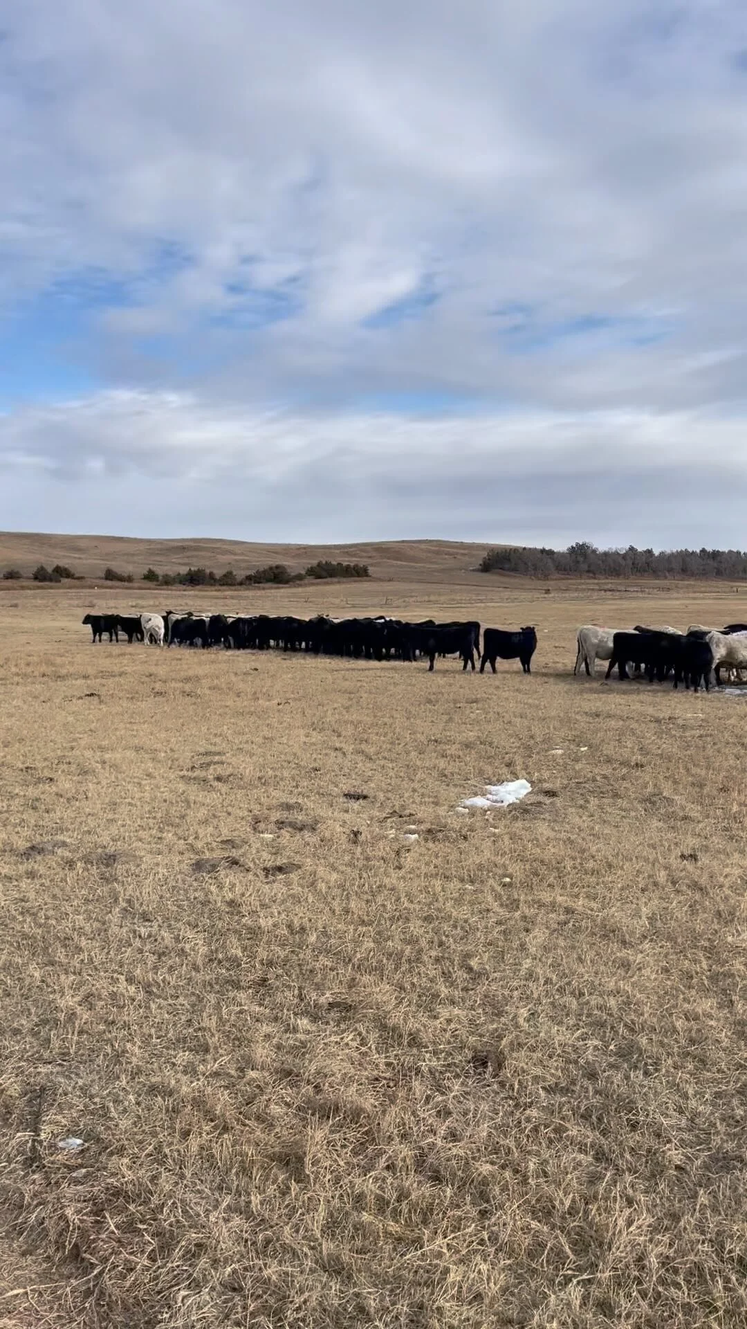 About Our Ranch — Whitewater Beef