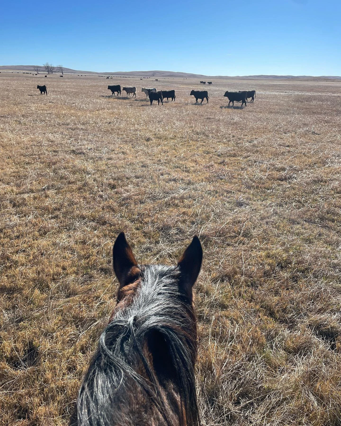 About Our Ranch — Whitewater Beef