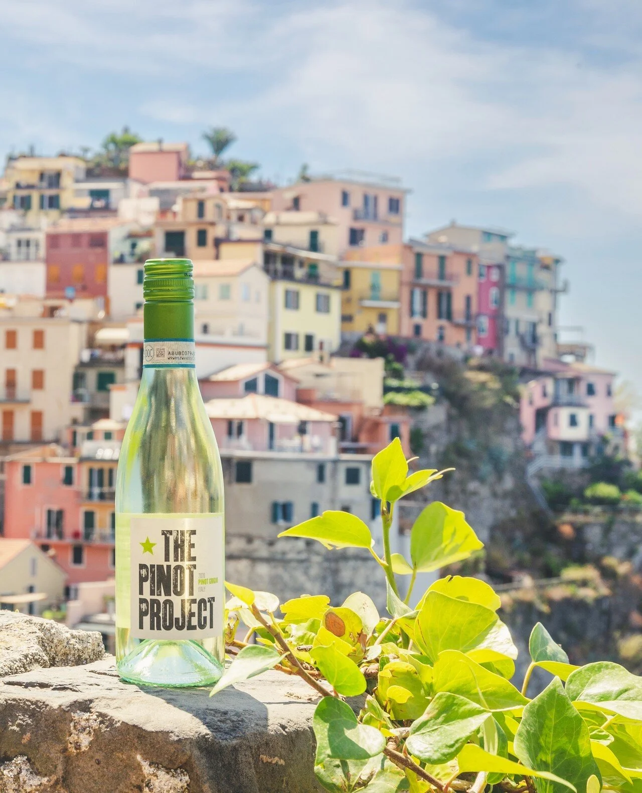 The Pinot Project Wines