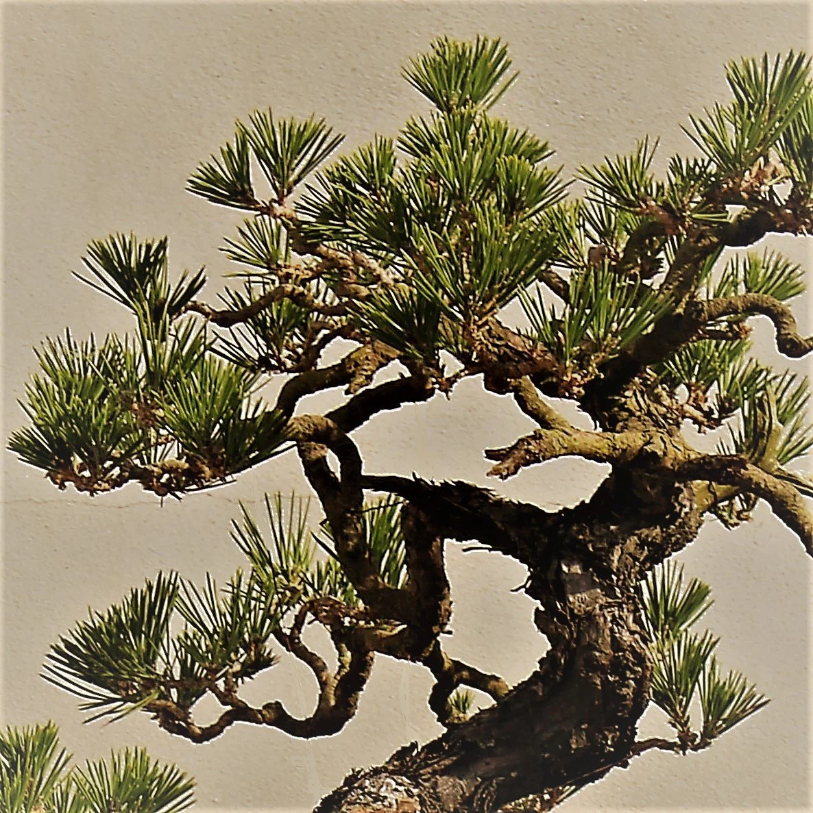 Black Pine Progression - Part 1 — The Curator's Journal