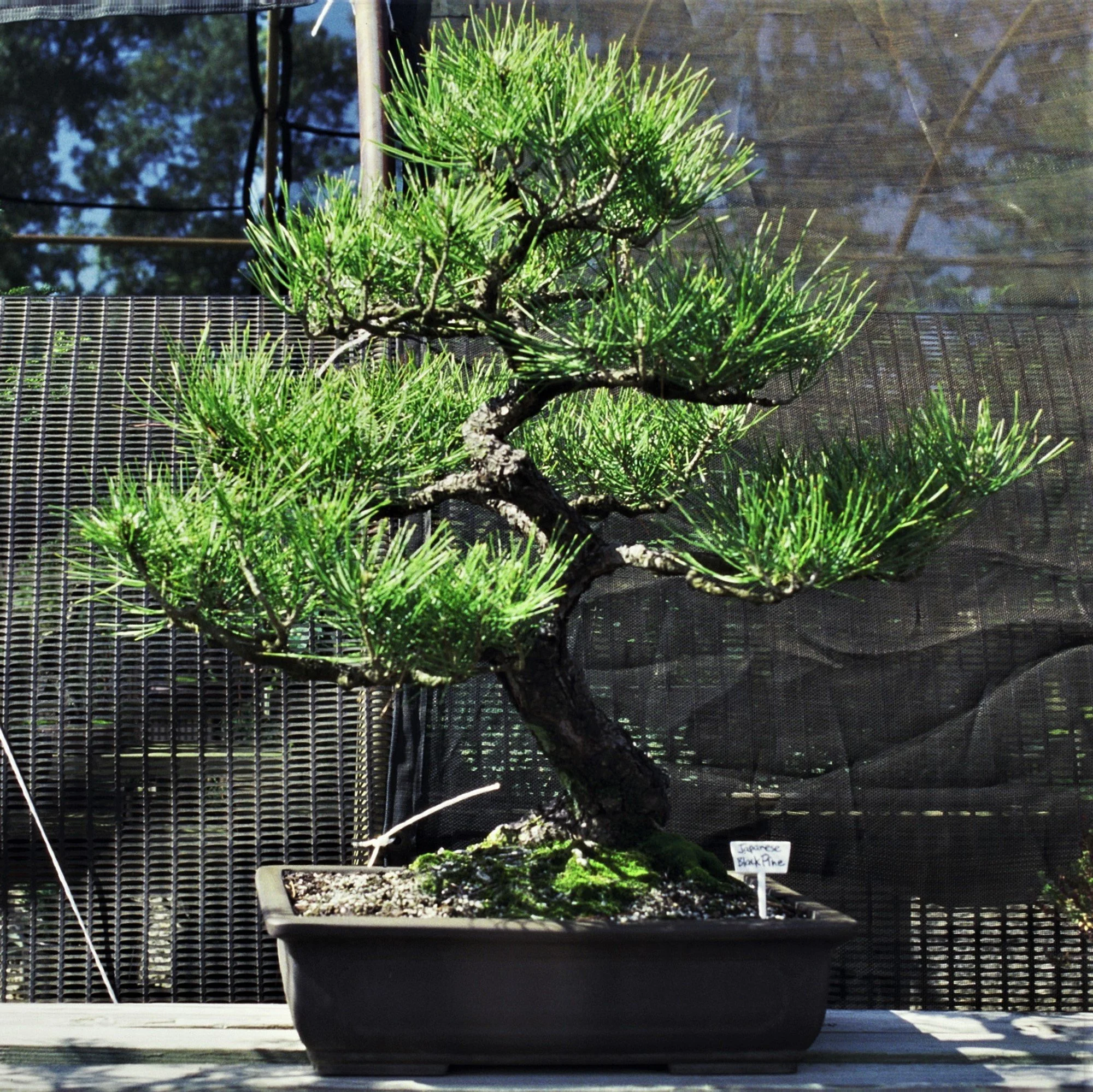 Black Pine Progression - Part 1 — The Curator's Journal