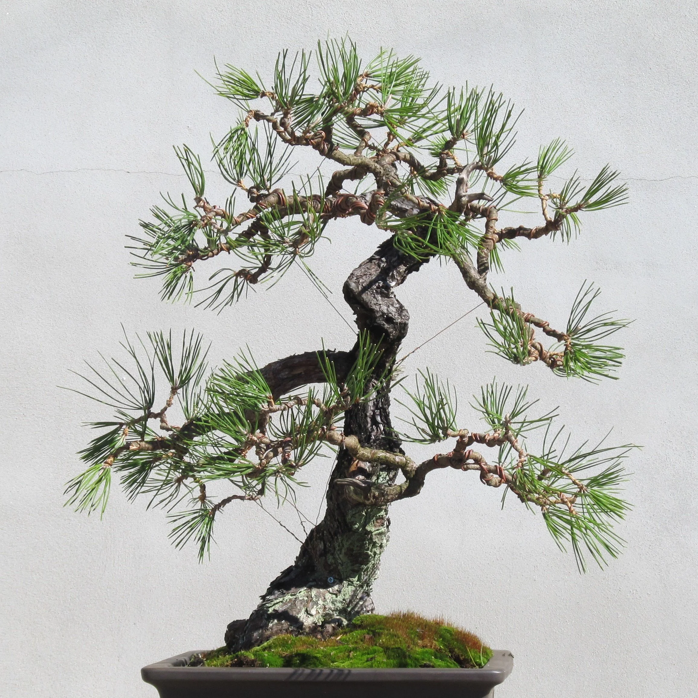 Black Pine Progression - Part 3 — The Curator's Journal