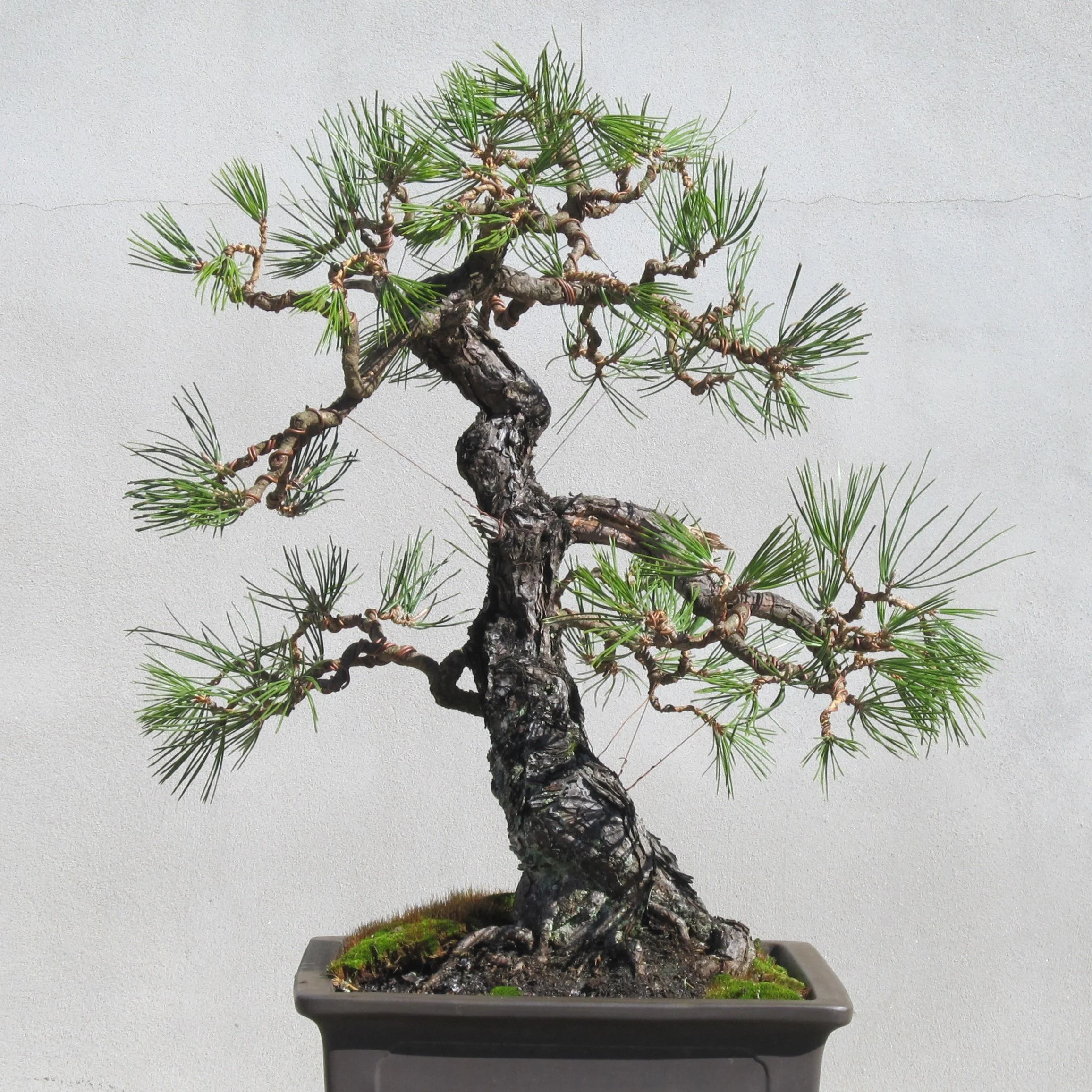 Black Pine Progression - Part 3 — The Curator's Journal