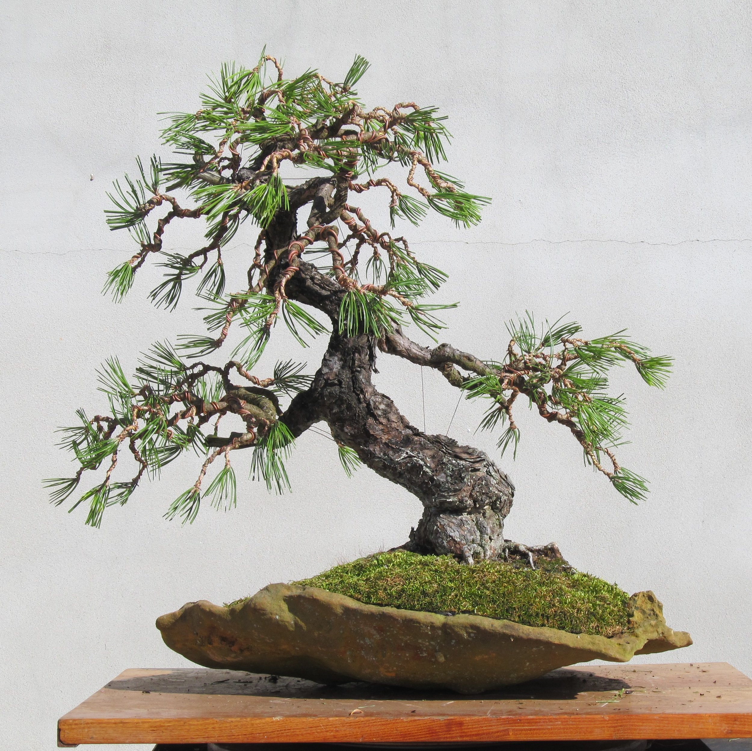 Black Pine Progression - Part 3 — The Curator's Journal