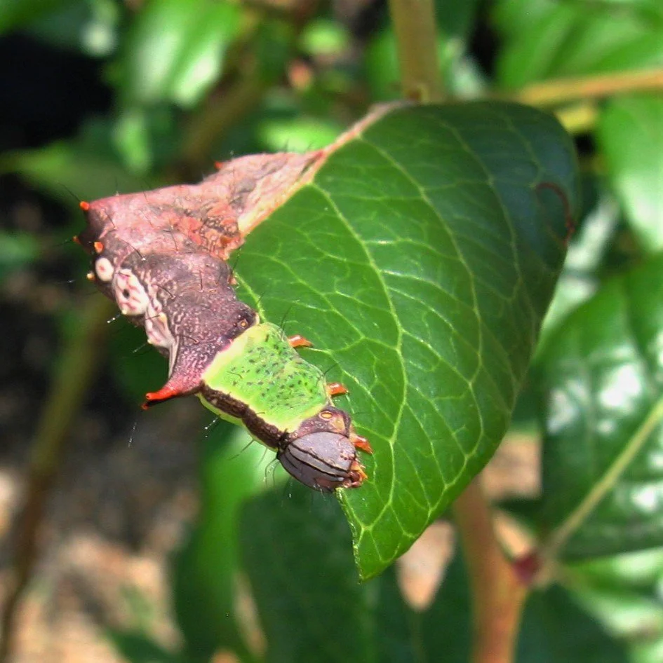 Pest Management - Part 1 — The Curator's Journal