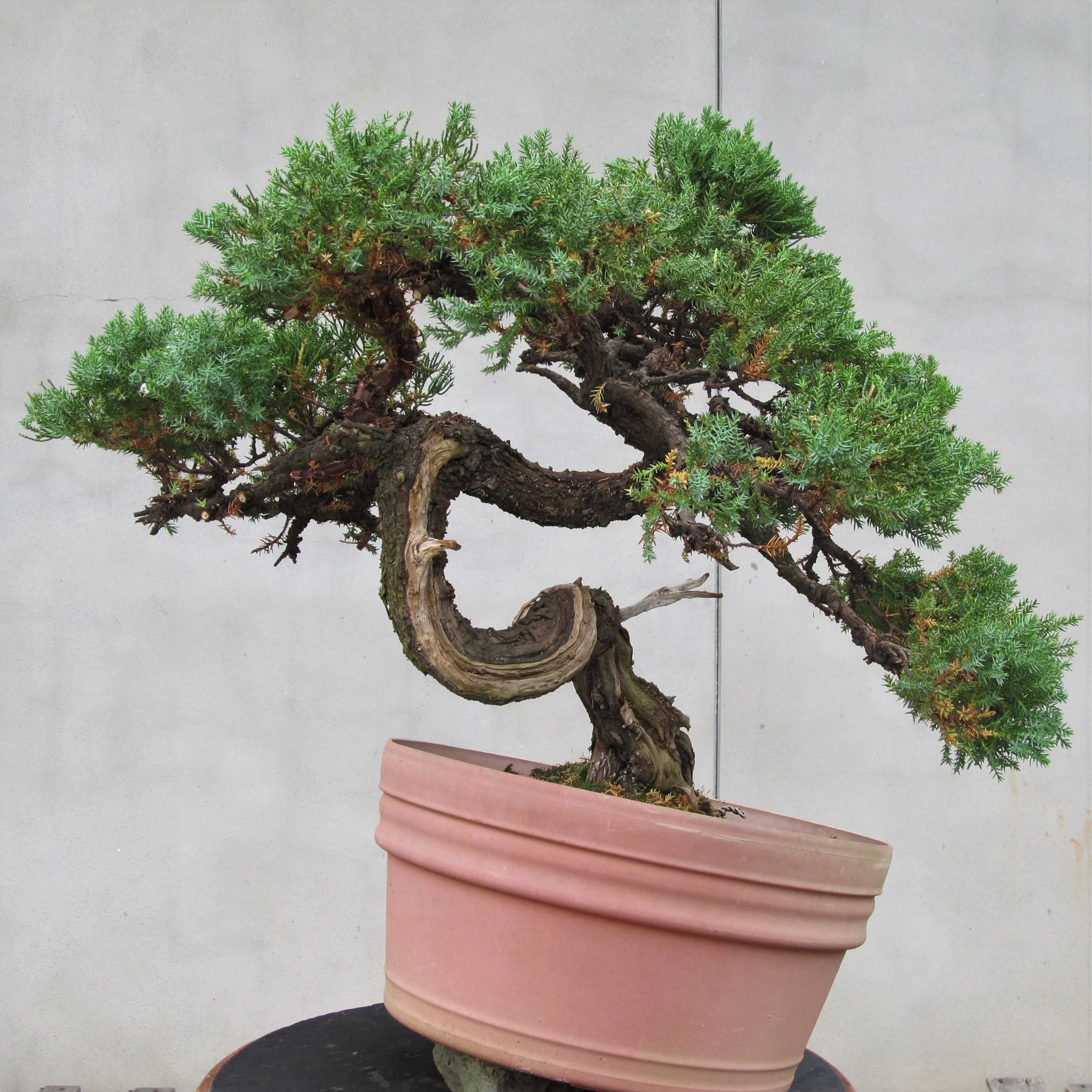 Twists and Turns in the Life of a Corkscrewed Juniper — The Curator's ...