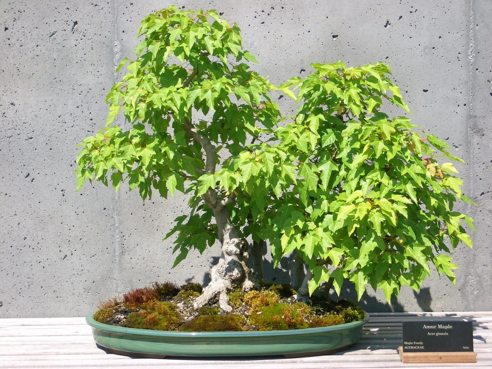 Amur Maple Group Planting — The Curator's Journal