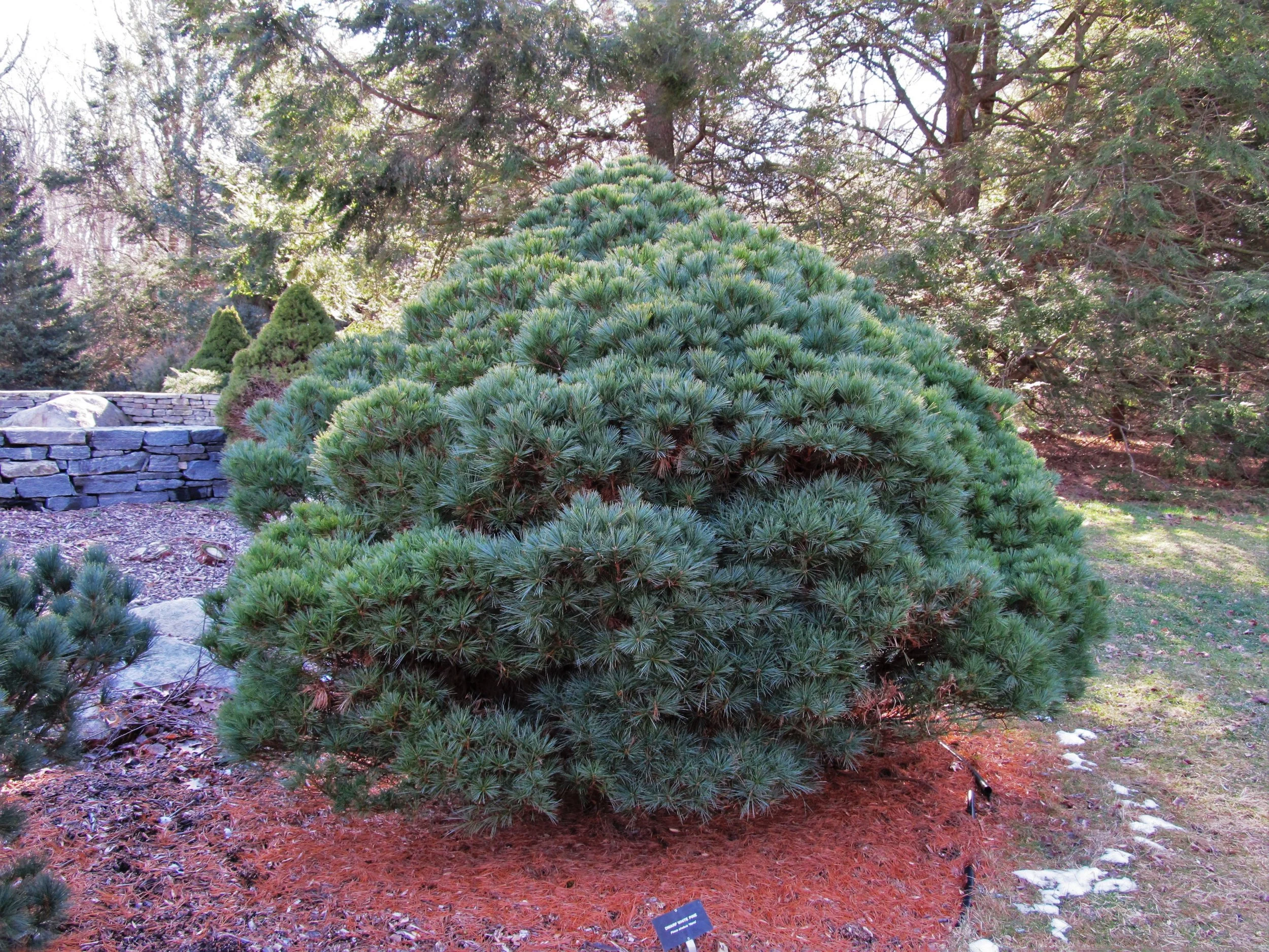 Heterogeneous Dwarf Eastern White Pine — The Curator's Journal