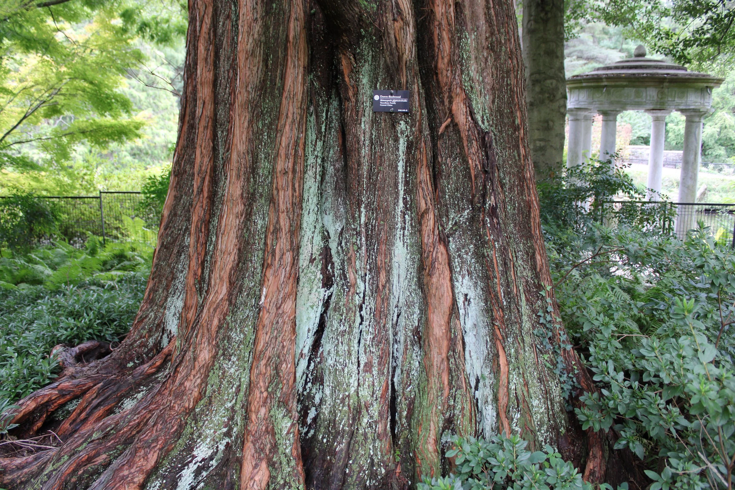 Dawn Redwood — The Curator's Journal