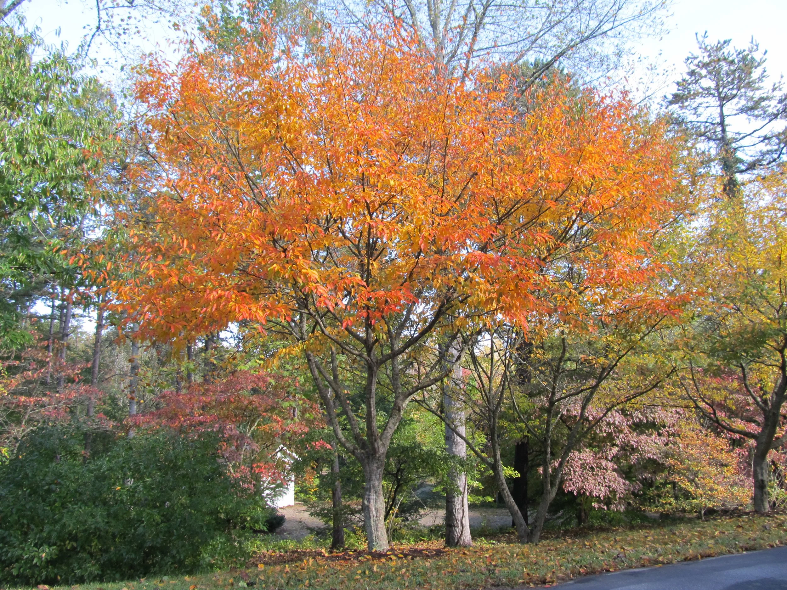 American Hornbeam — The Curator's Journal
