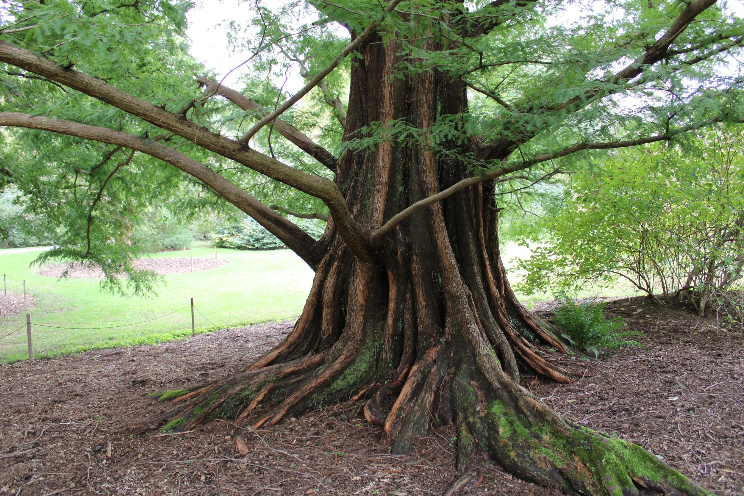 Dawn Redwood — The Curator's Journal