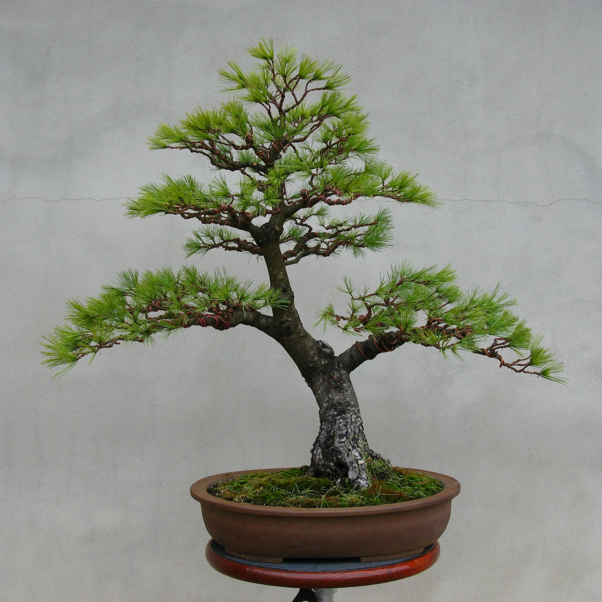 Heterogeneous Dwarf Eastern White Pine — The Curator's Journal