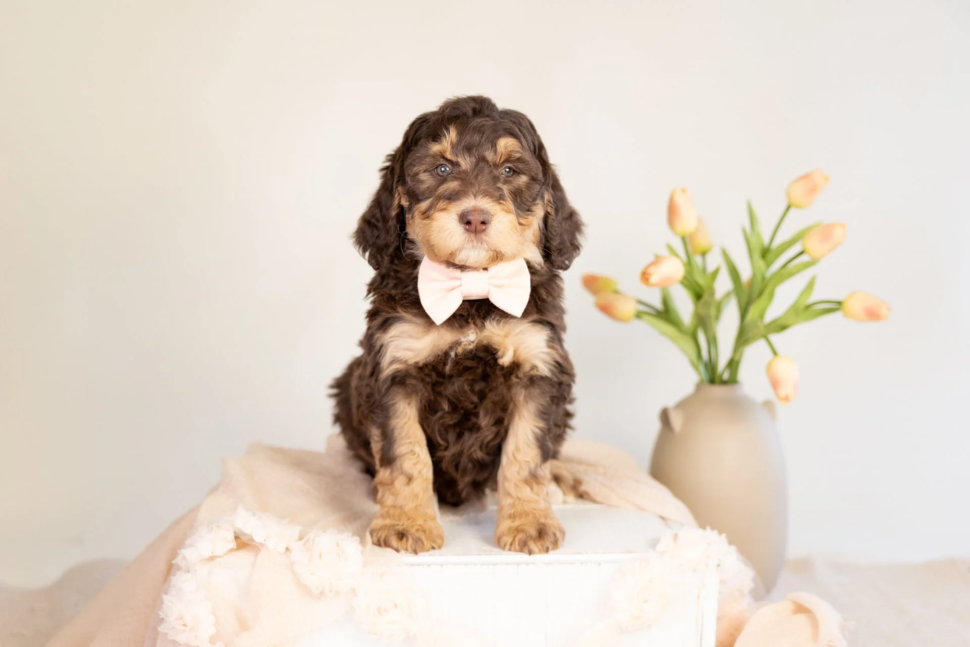 Labradoodle Litters — New London Doodles