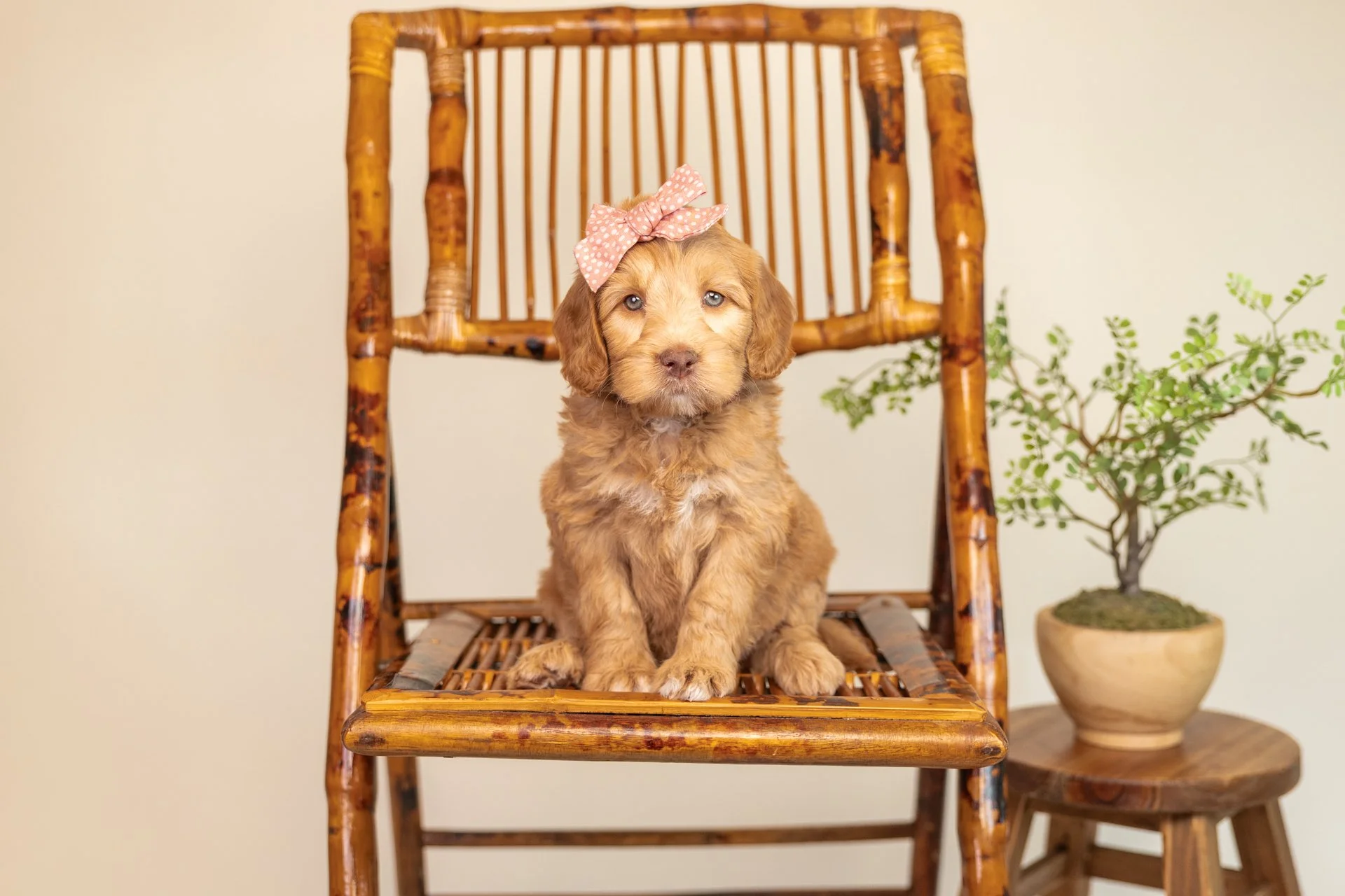 Labradoodle Litters — New London Doodles