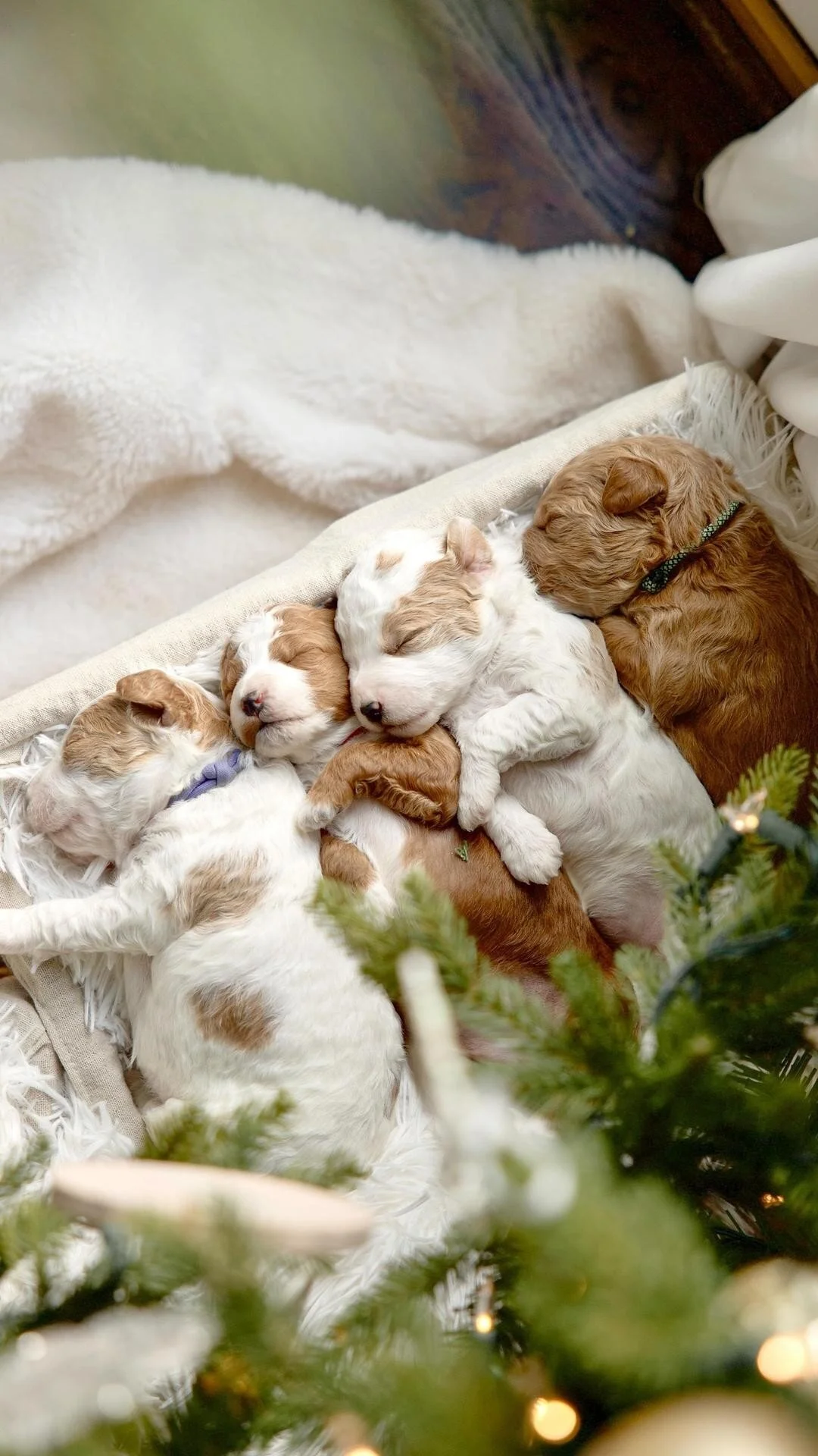 Labradoodle Litters — New London Doodles