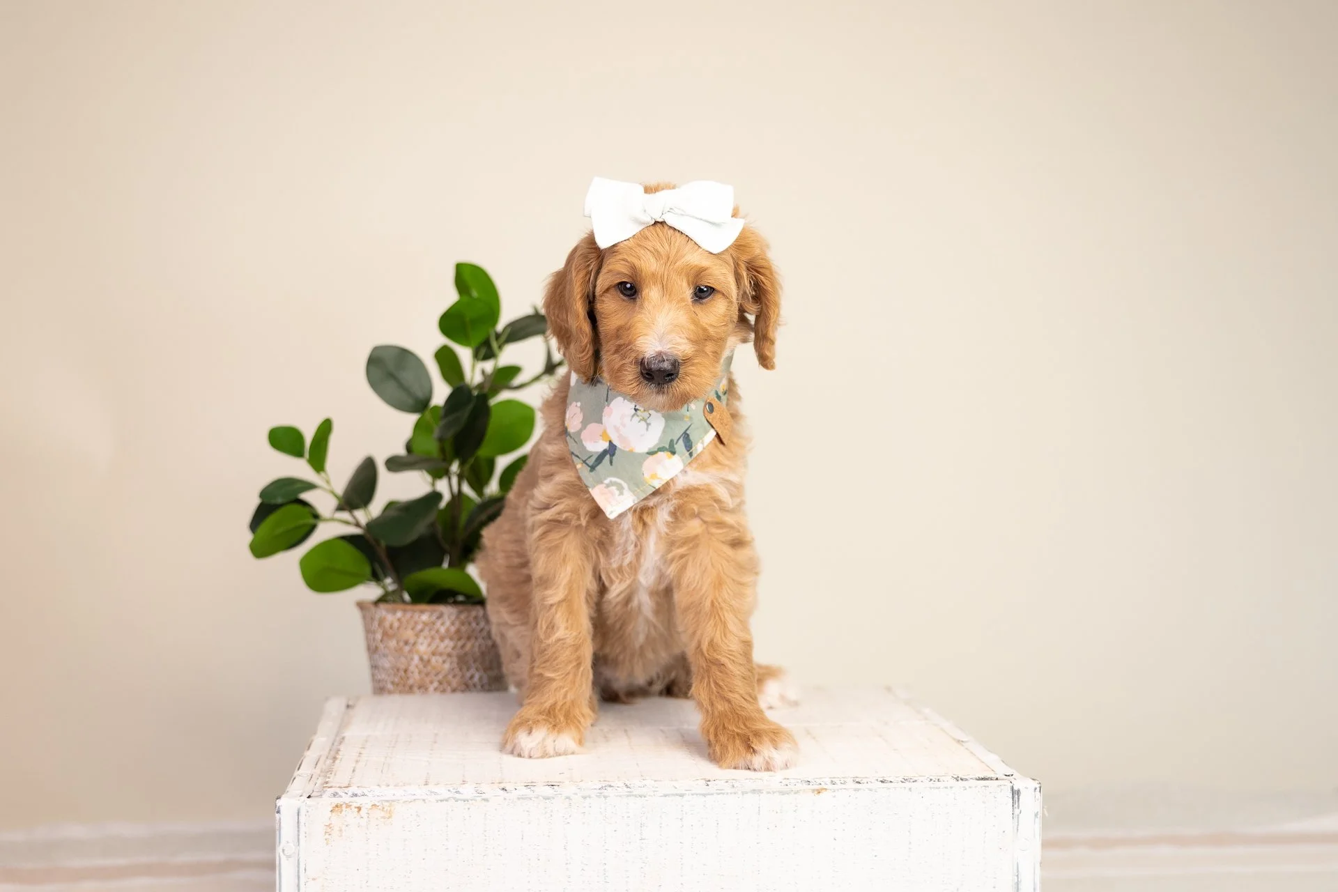 Labradoodle Litters — New London Doodles