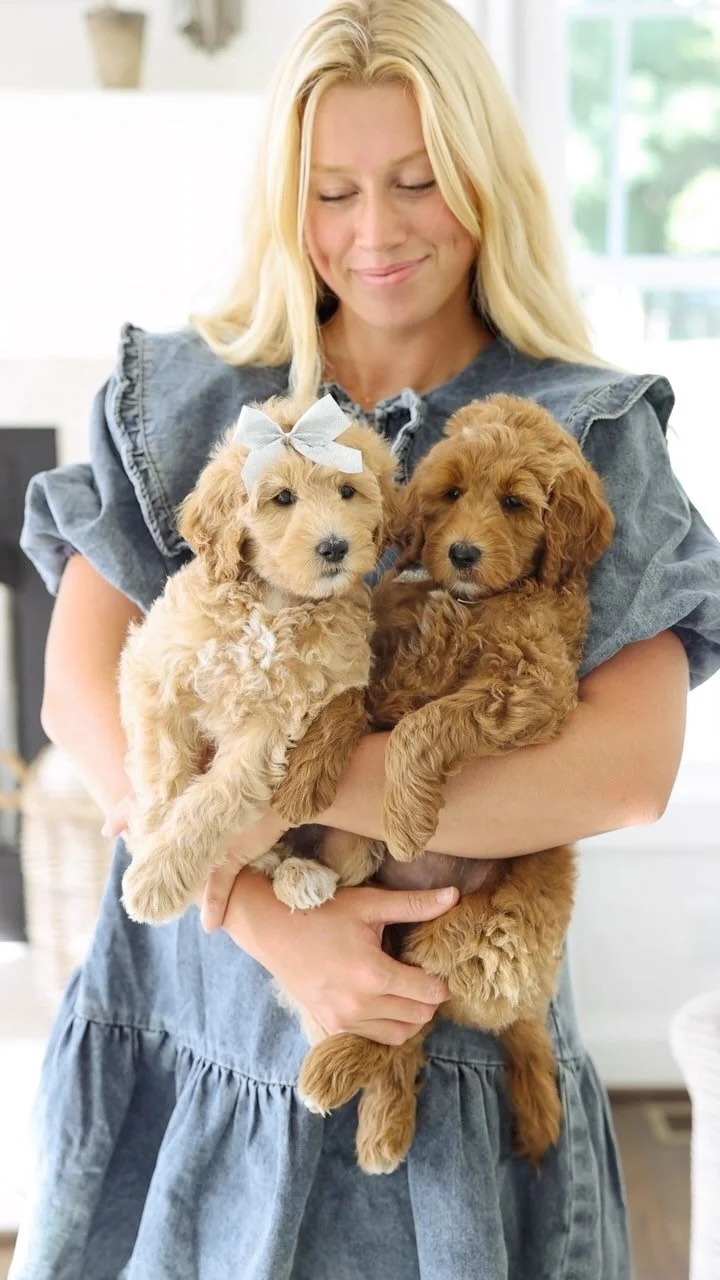 Goldendoodle & Labradoodle Breeder | New London Doodles | Virginia