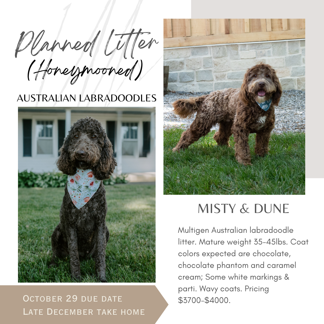 Upcoming Labradoodles — New London Doodles