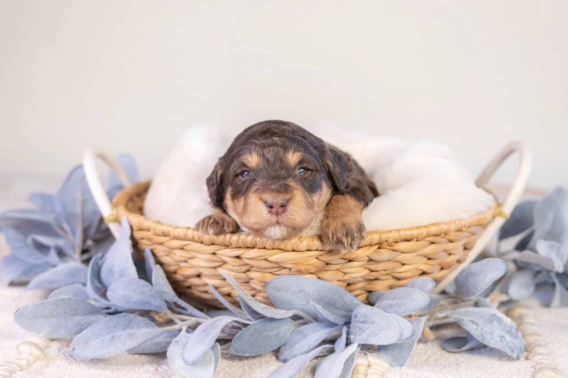 Labradoodle Litters — New London Doodles