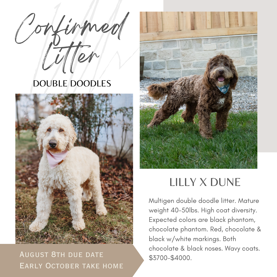 Upcoming Labradoodles — New London Doodles