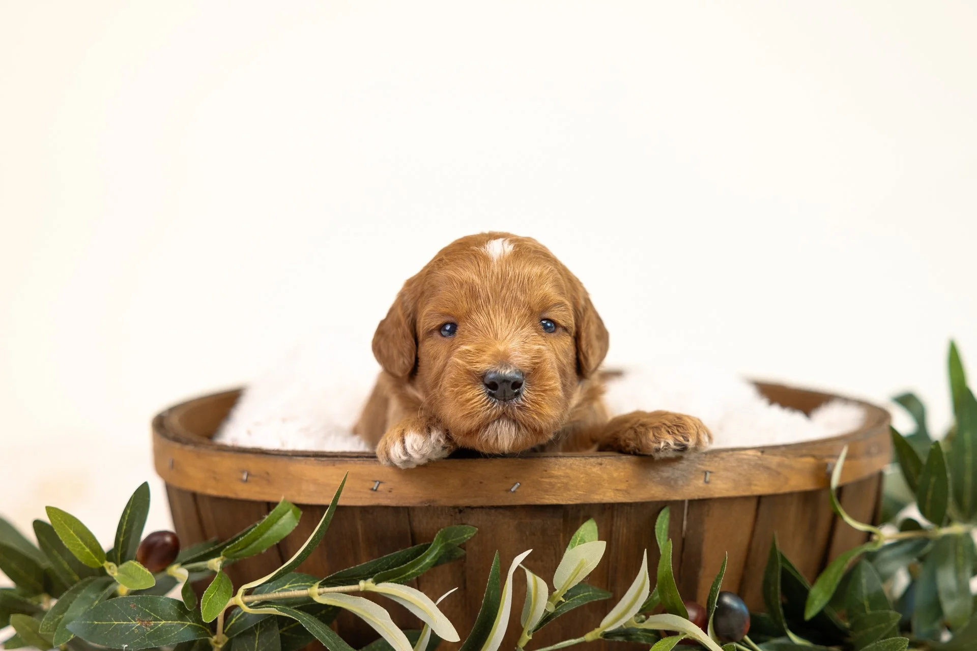 Labradoodle Litters — New London Doodles