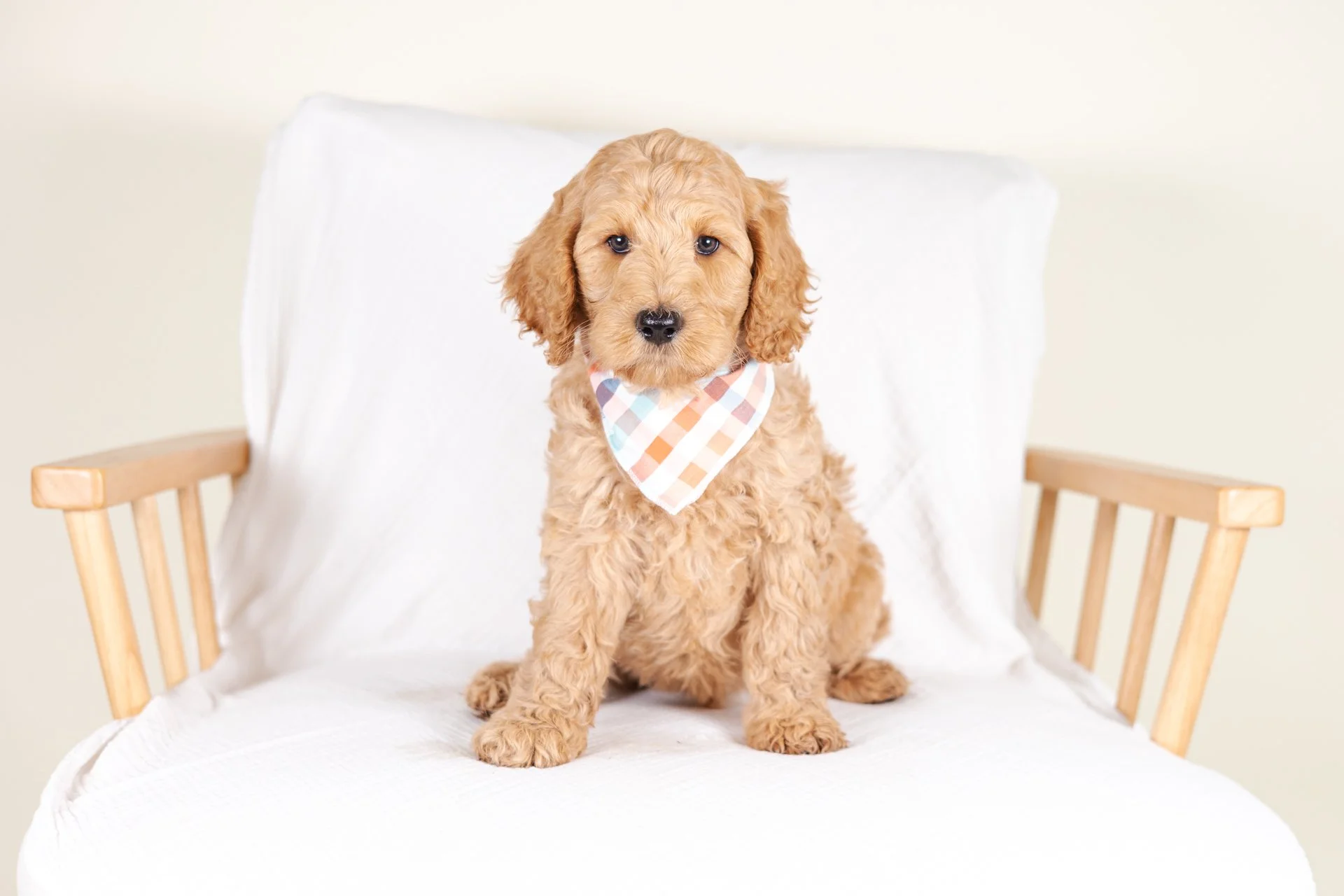 Labradoodle Litters — New London Doodles