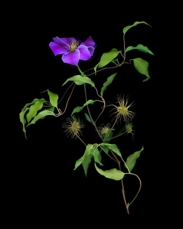 Flowers & Leaves — Scanography