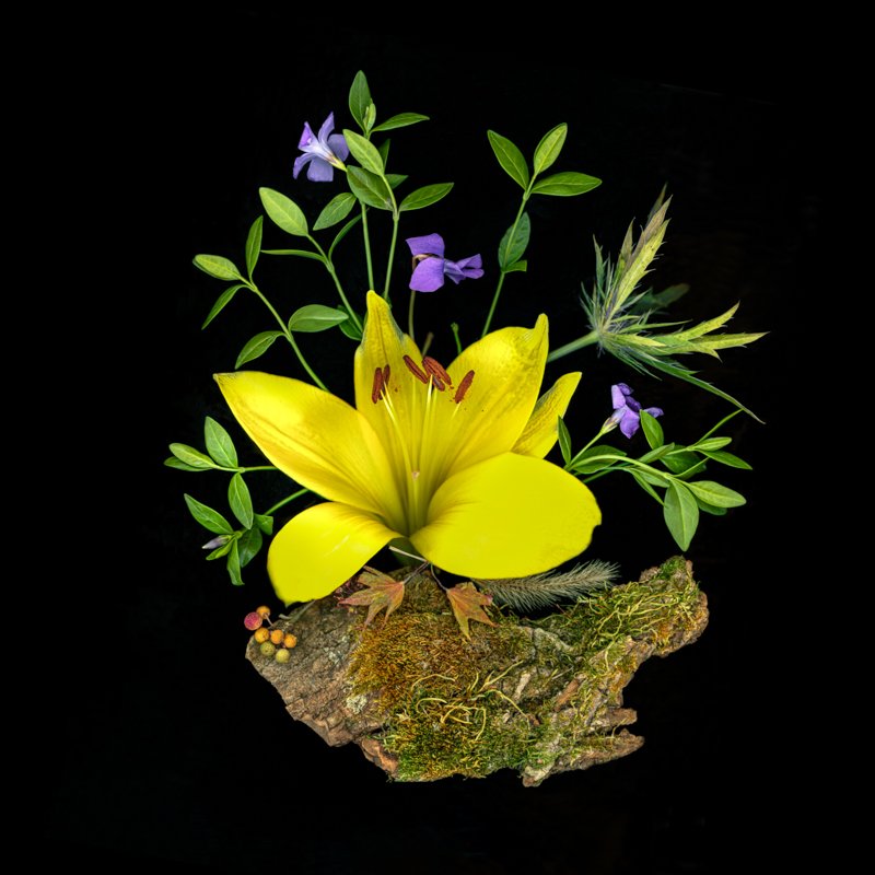 Flowers & Leaves — Scanography