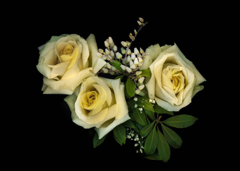 Flowers & Leaves — Scanography