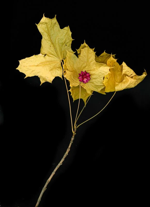 Flowers & Leaves — Scanography