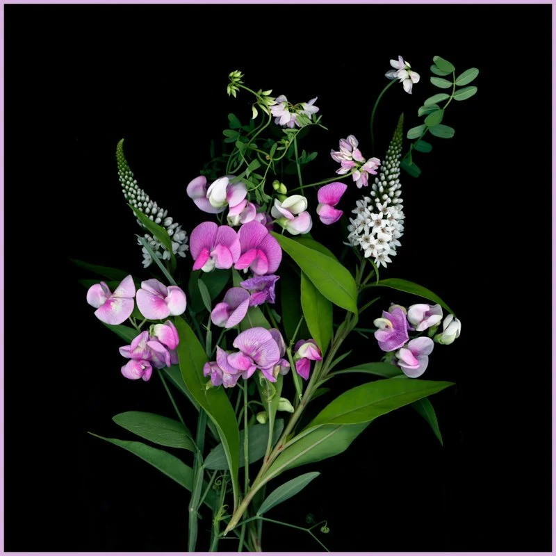 Flowers & Leaves — Scanography