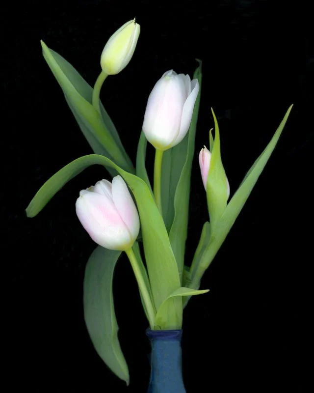 Flowers & Leaves — Scanography