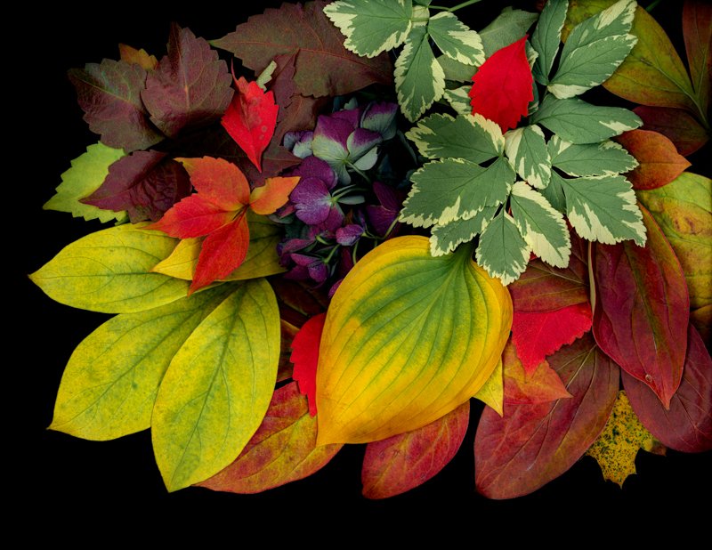 Flowers & Leaves — Scanography