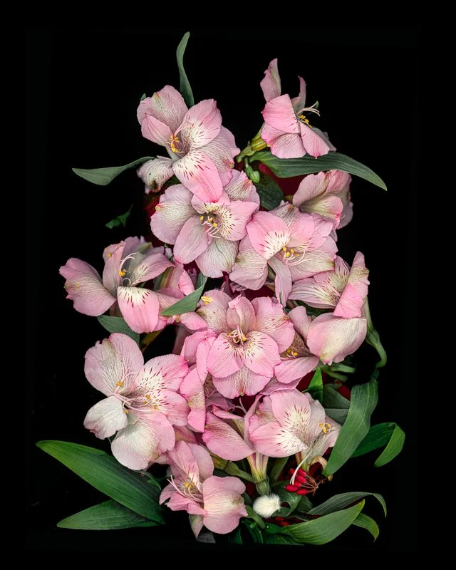 Flowers & Leaves — Scanography