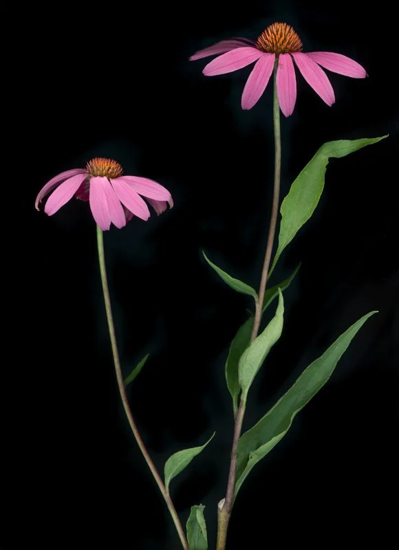 Flowers & Leaves — Scanography