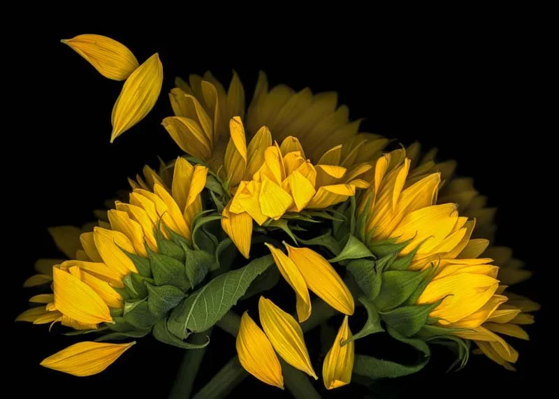 Flowers & Leaves — Scanography