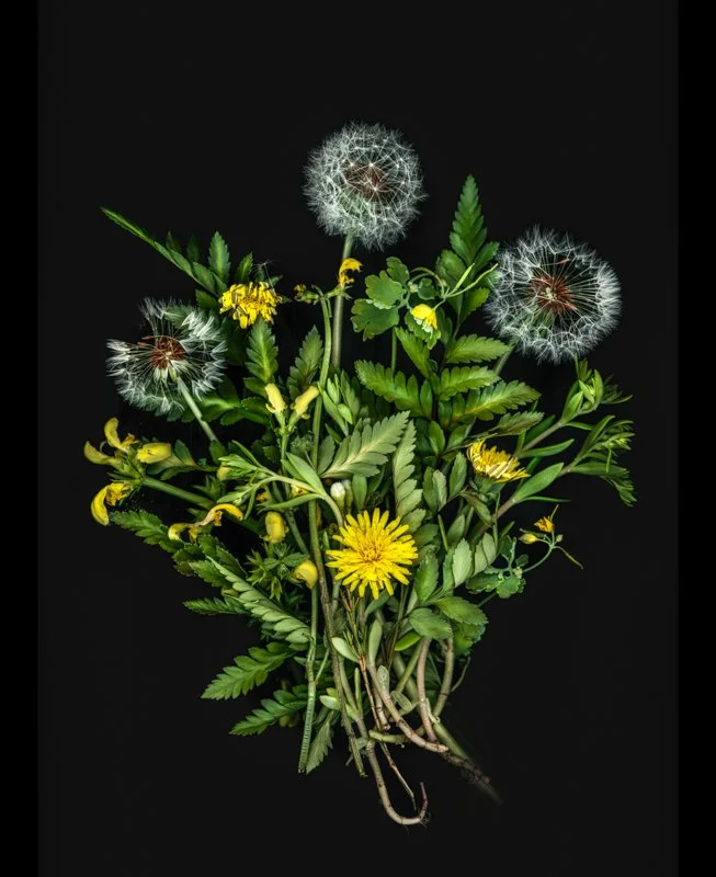 Flowers & Leaves — Scanography