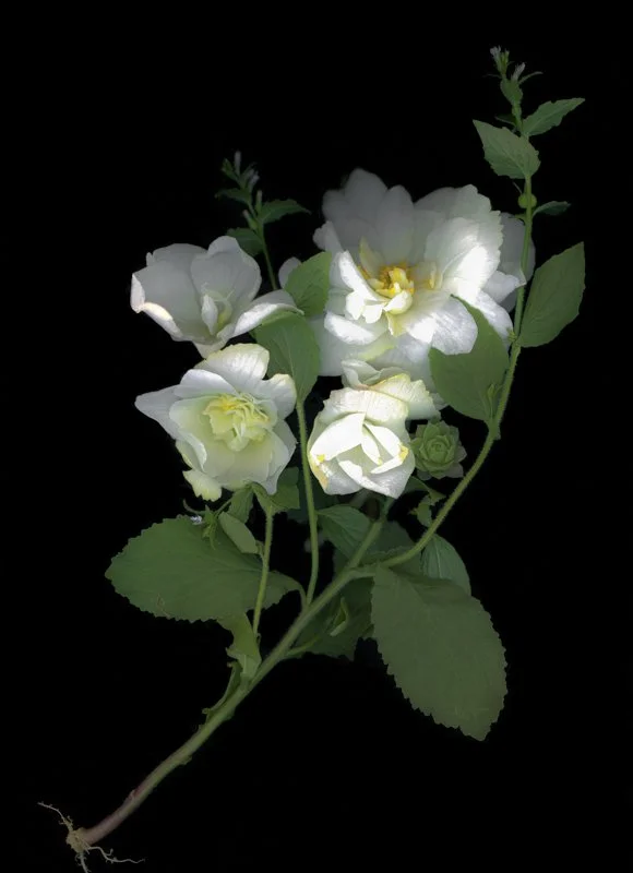 Flowers & Leaves — Scanography