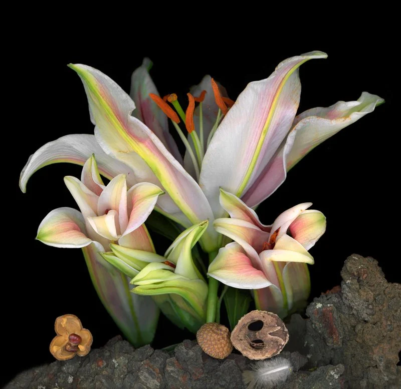 Flowers & Leaves — Scanography