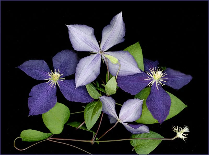 Flowers & Leaves — Scanography