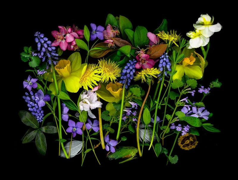 Flowers & Leaves — Scanography