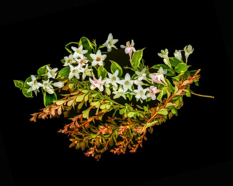 Flowers & Leaves — Scanography