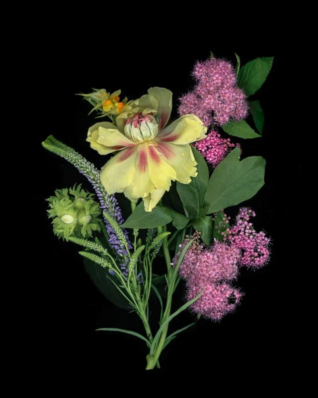 Flowers & Leaves — Scanography