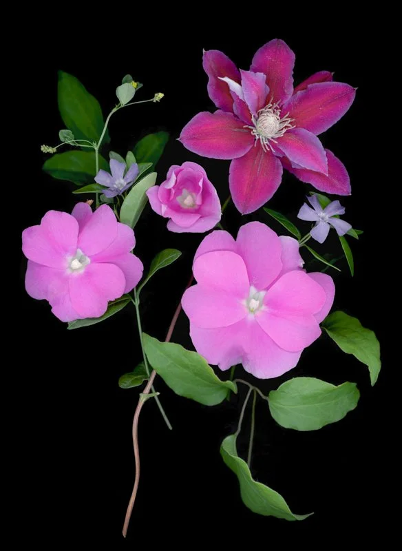 Flowers & Leaves — Scanography