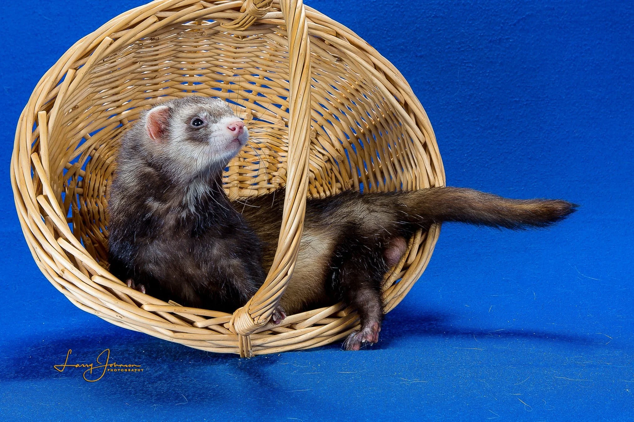 Lilac Grove Ferretry