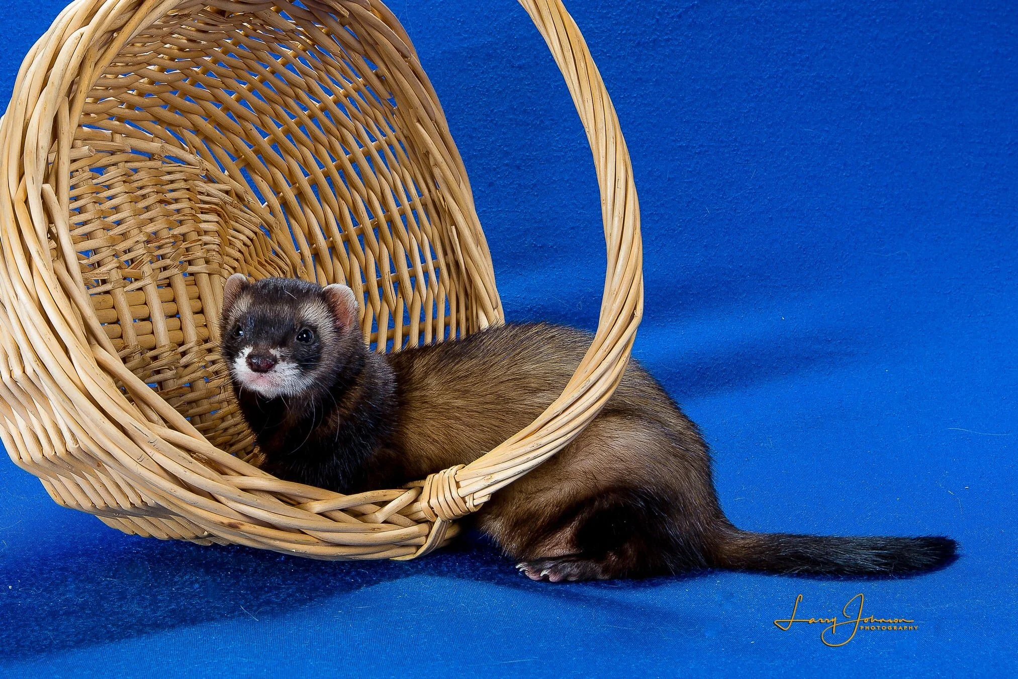 Lilac Grove Ferretry