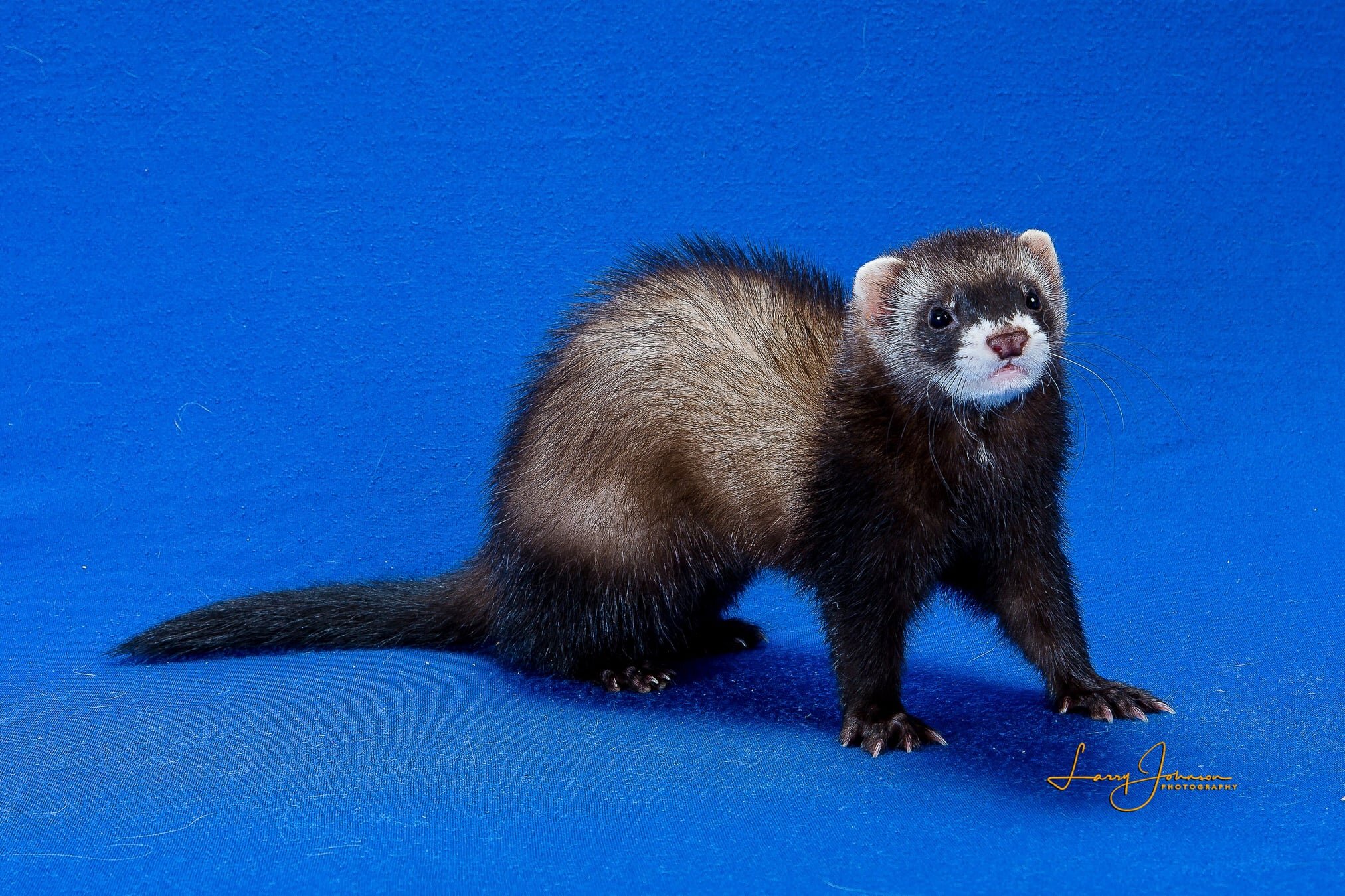 Lilac Grove Ferretry