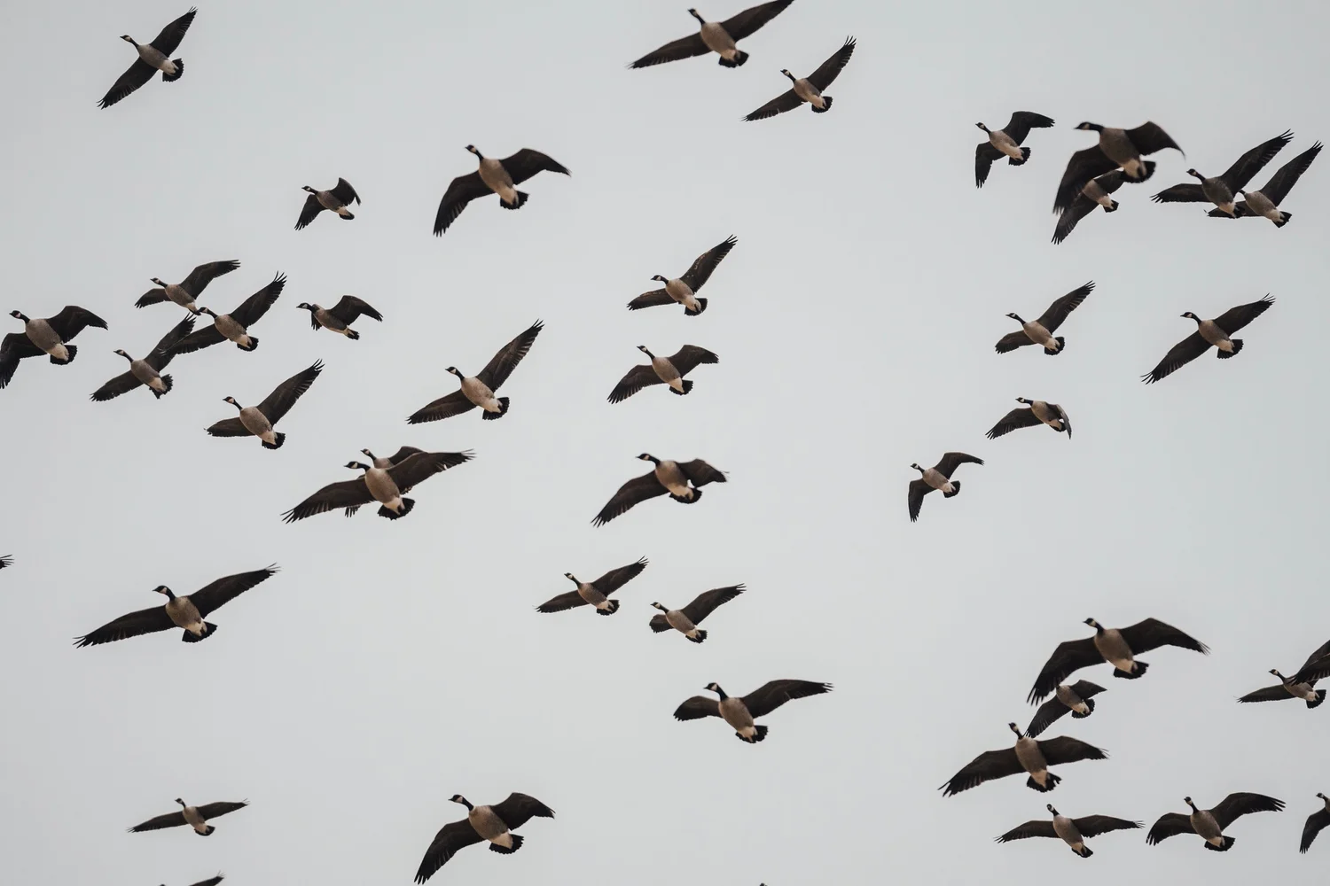 Texas — Fowl Plains Outfitters