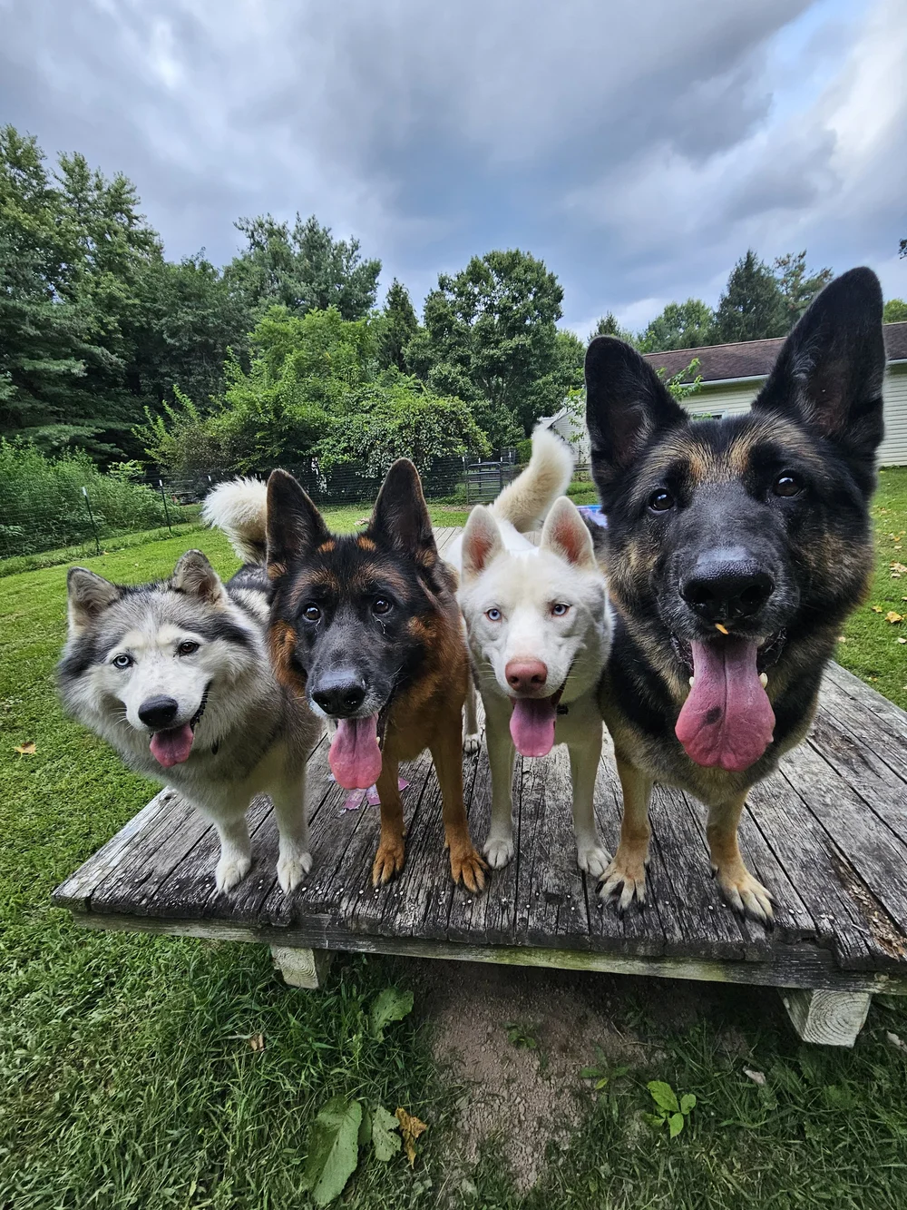 Services — Wolfman's Canines